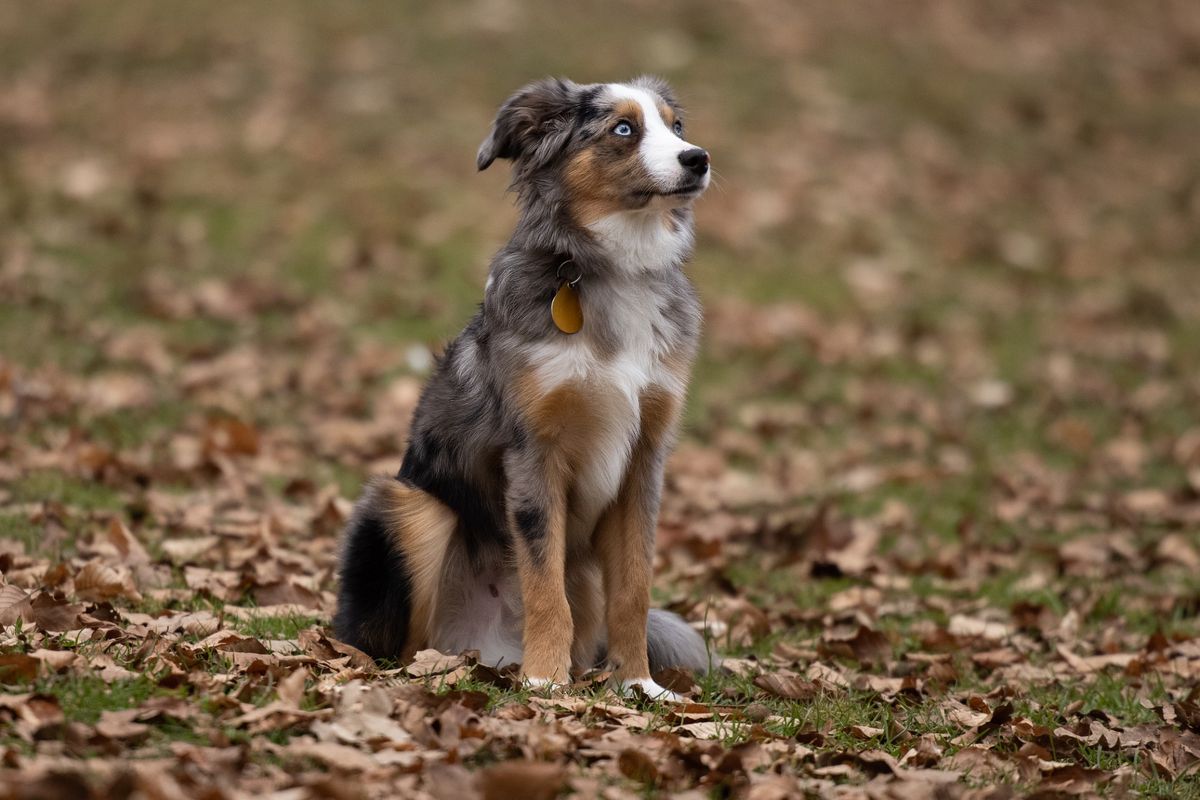 Mini Aussie - mini american Shepherd